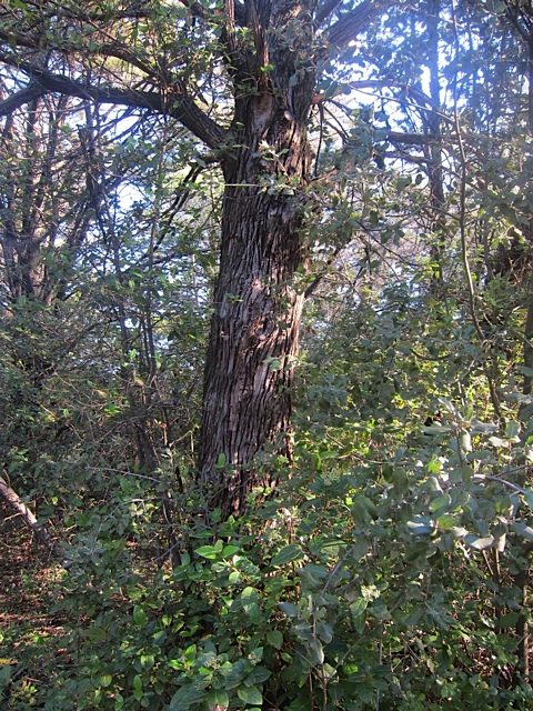 The True Meaning of "Garrigue" - David Rosengarten