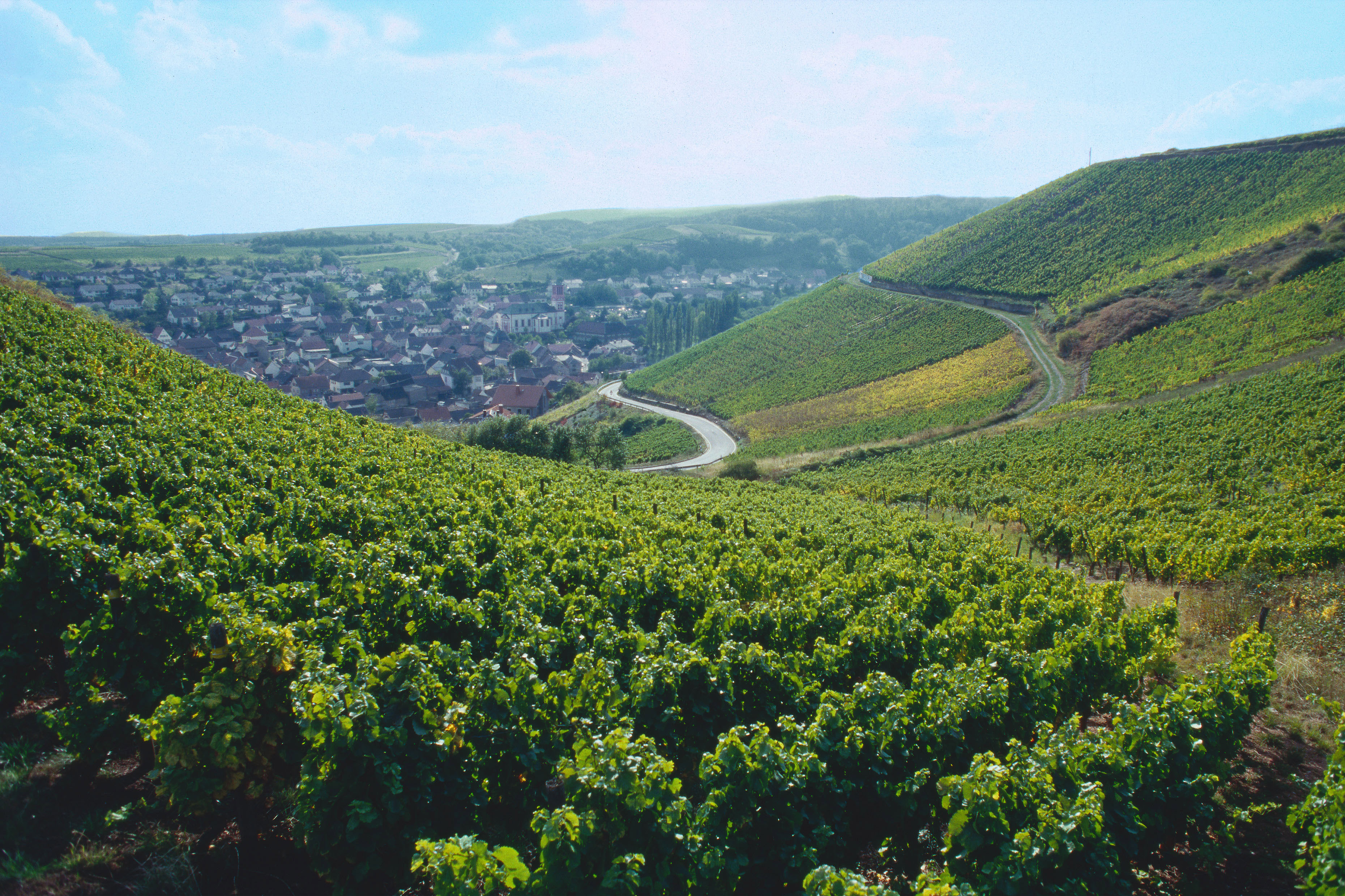 The Geography of German Riesling - David Rosengarten