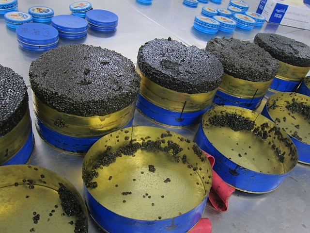 My Lifelong "Caviar Wishes and Champagne Dreams" Are Coming True This ...