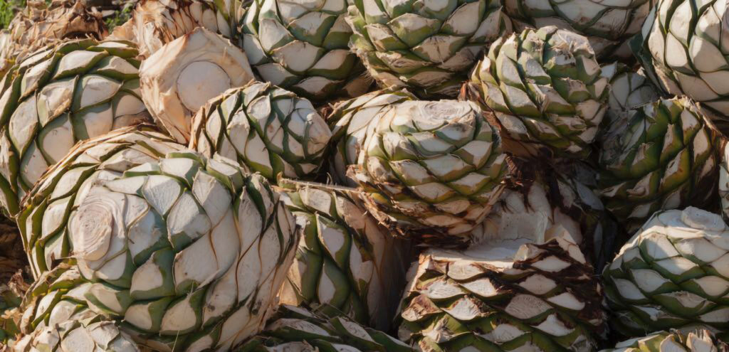 Mezcal_Agave_Piñas_Wine4Food - Wine4Food